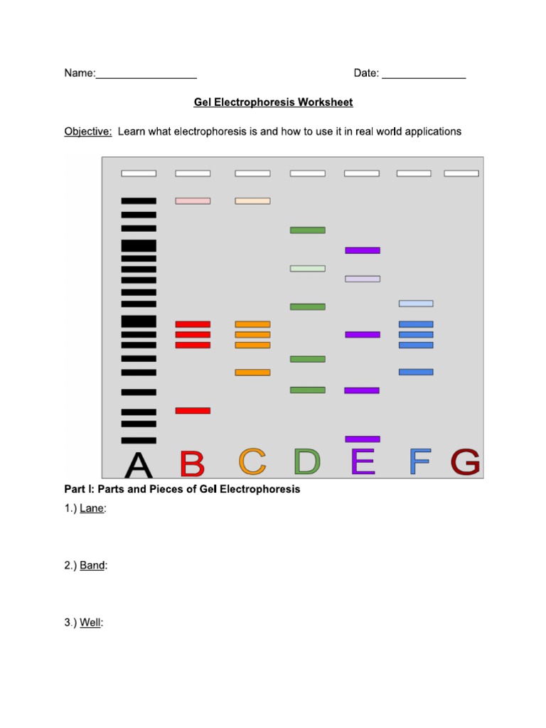 Gel Electrophoresis Worksheet Pbs PDF) Gel Electrophoresis