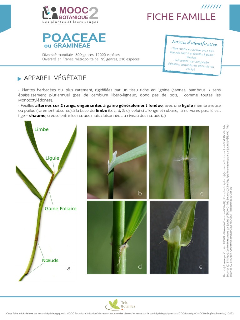 Fiche Famille POACEAE | PDF | Plantes | Morphologie végétale