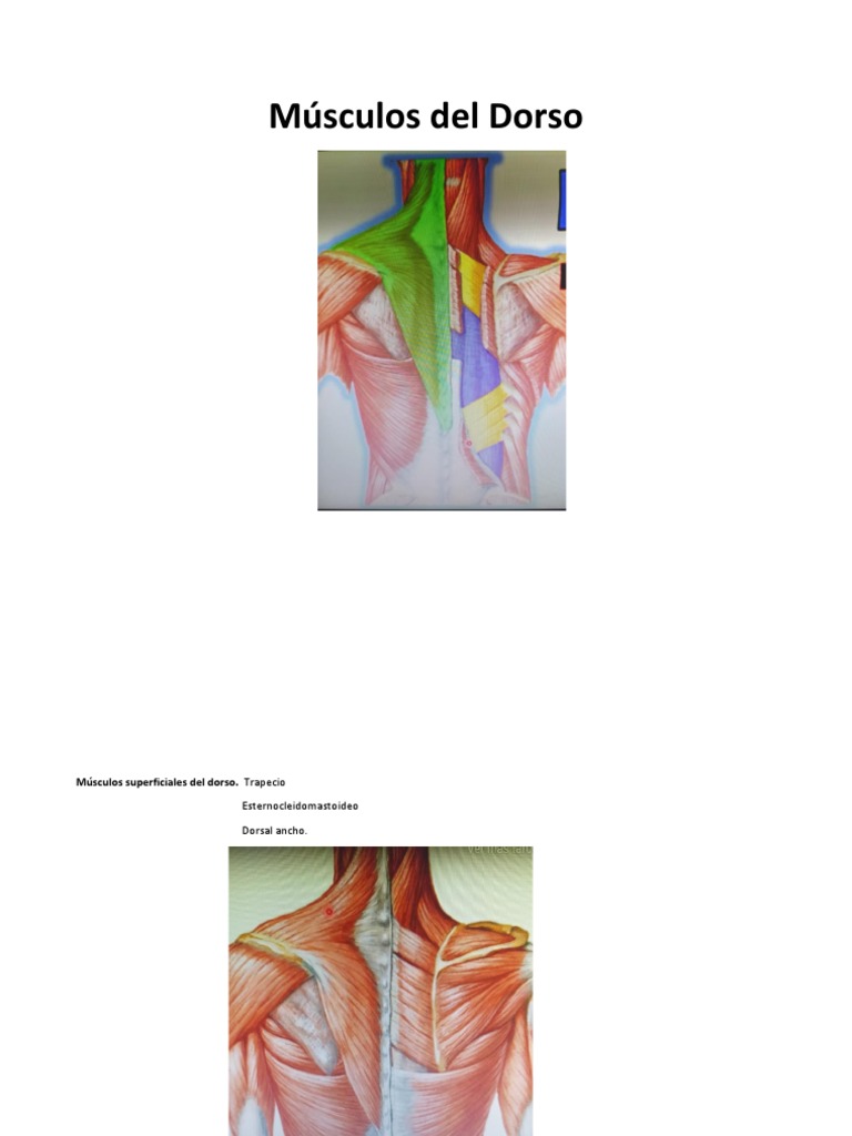 Músculos Del Dorso | PDF