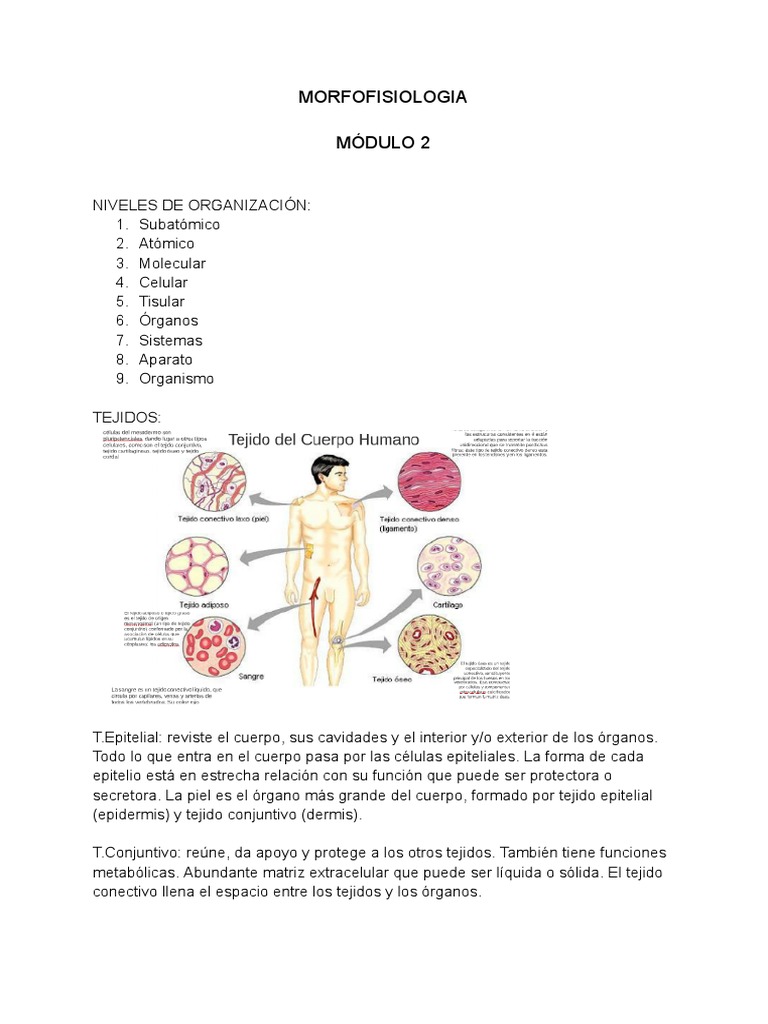 Morfo 2 | PDF | Hueso | Articulación