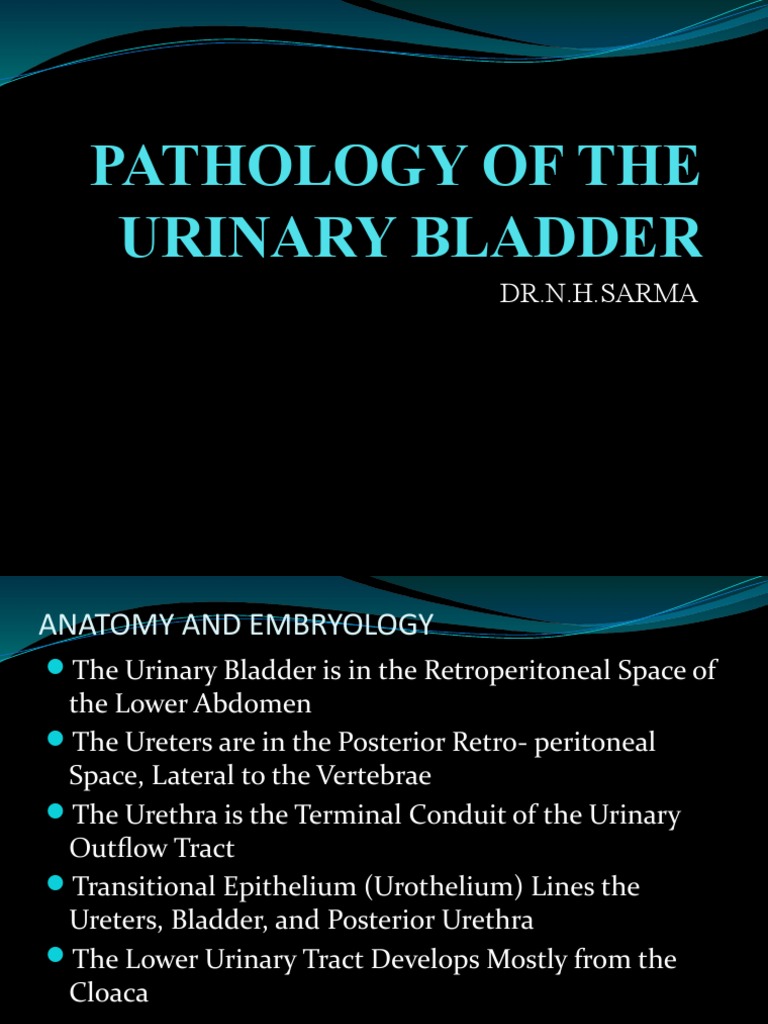 Pathology of The Urinary Bladder | PDF | Urinary Tract Infection ...