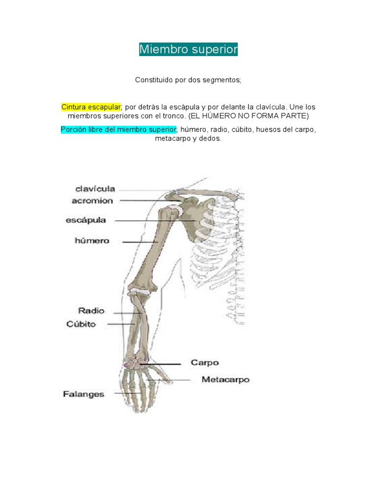 Miembro Superior | PDF | Codo | Hombro
