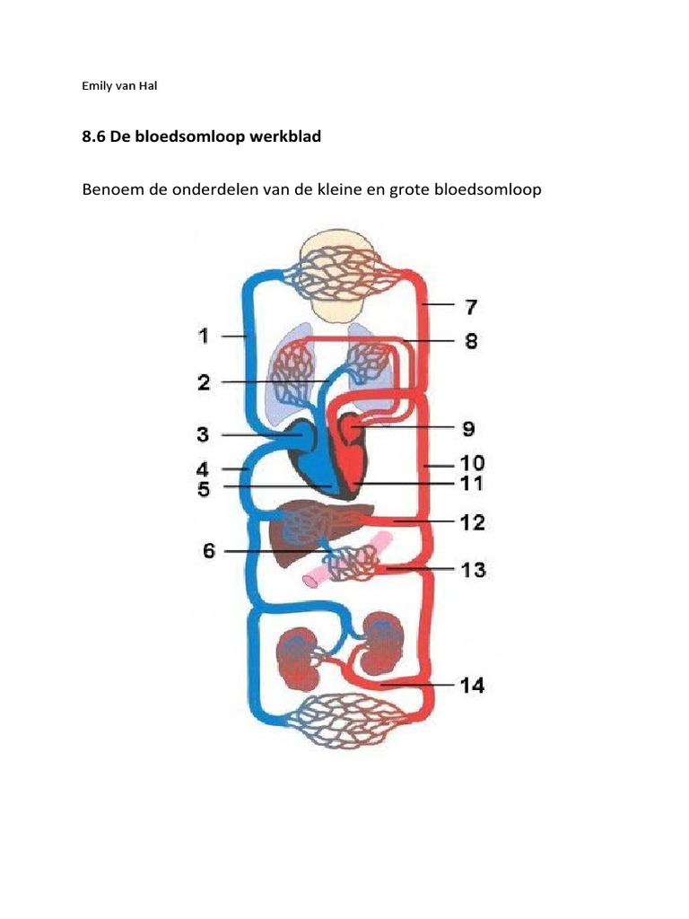 8.6 de Bloedsomloop Werkblad | PDF