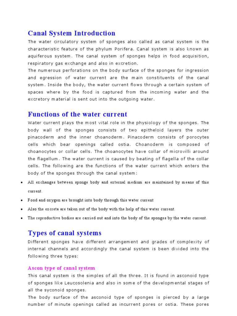 Canal Systems in Porifera Explained | PDF | Sponge | Organisms