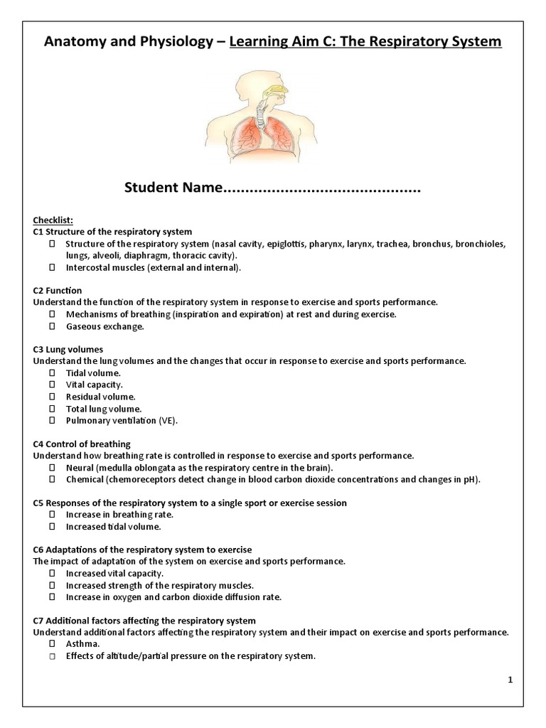 Learning Aim C - Respiratory Workbook | PDF | Respiratory System ...