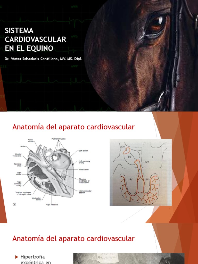 Cardio Equino | PDF | Electrocardiografia | Fisiología Cardiovascular