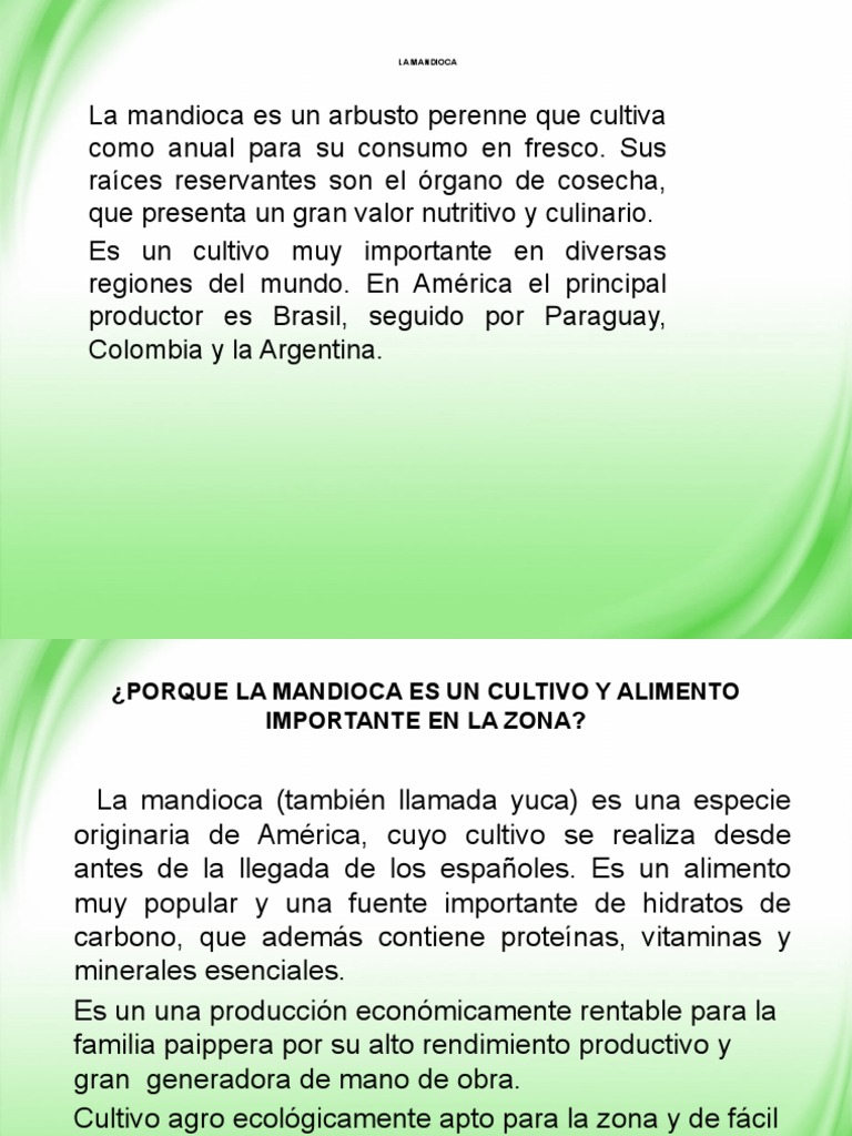 La Mandioca | PDF | Agricultura | Alimentos