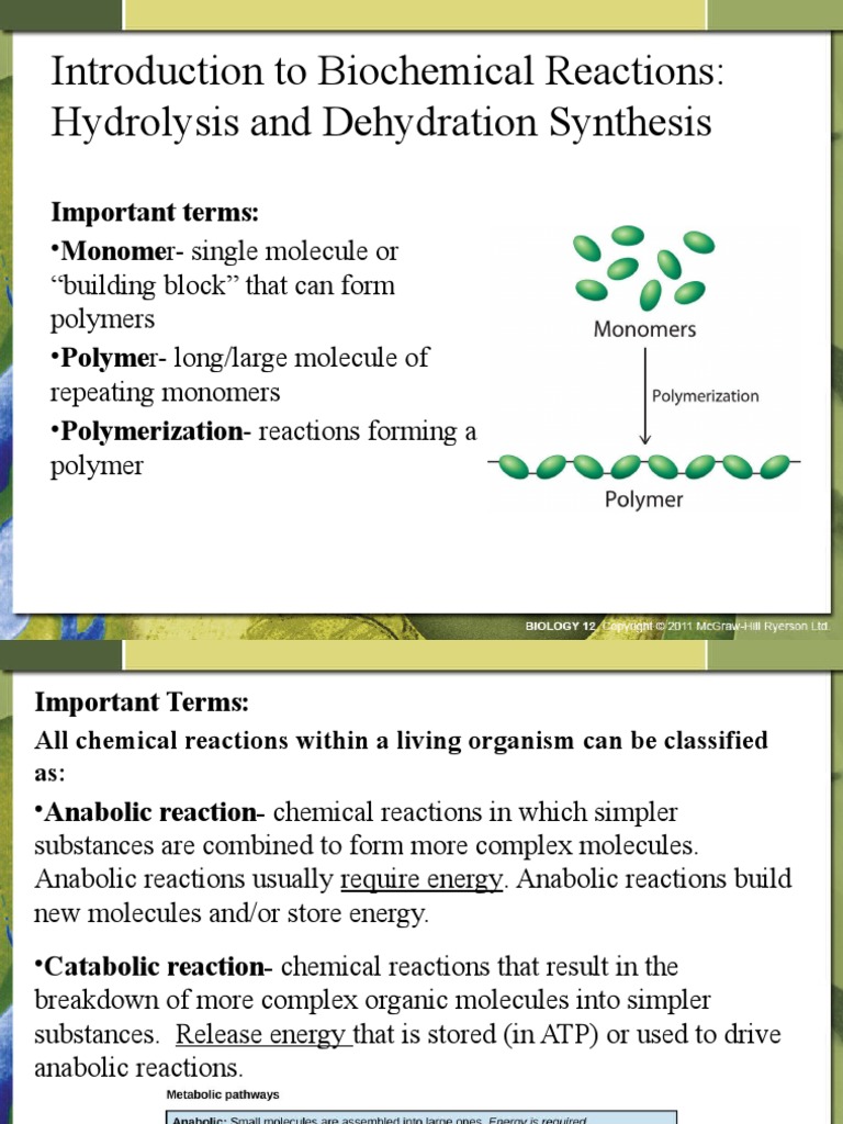 1.3a Intro To Hydrolysis and Dehydration Synthesis | PDF