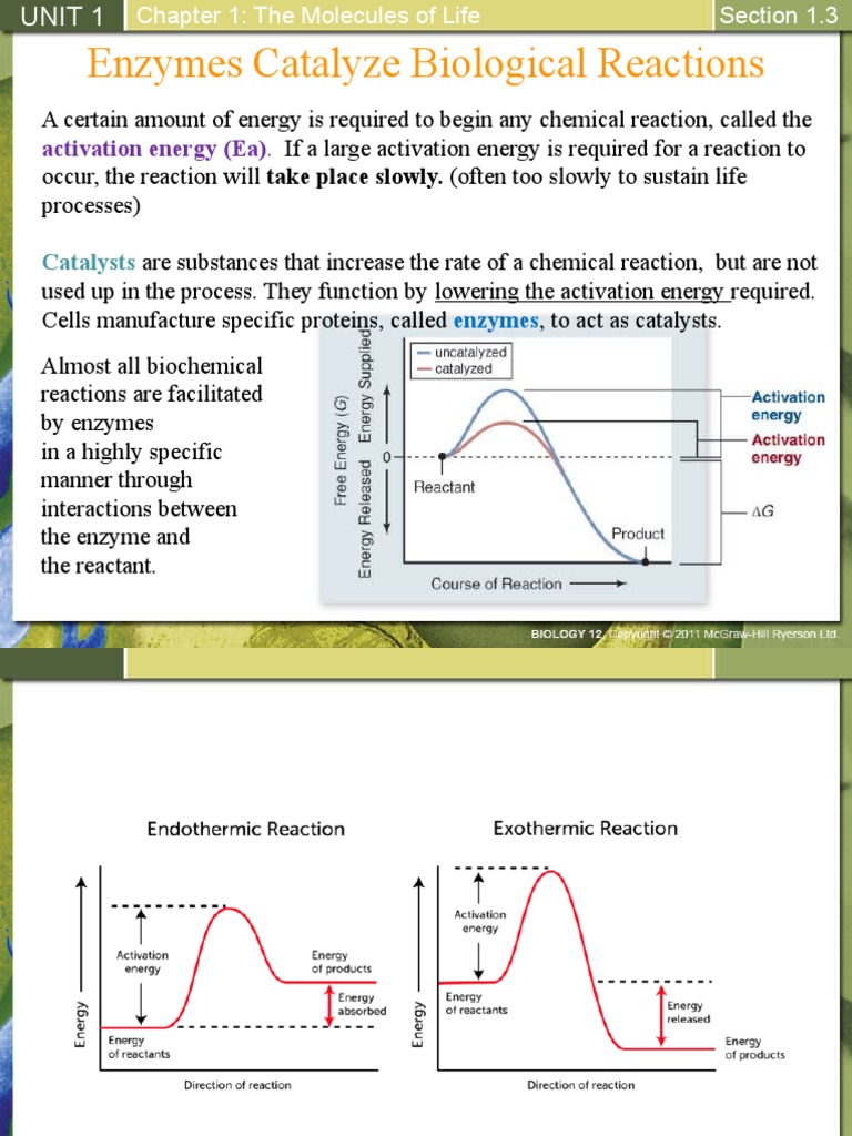 1.3b Enzymes Edited | PDF | Enzyme | Active Site