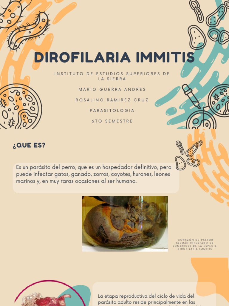 Dirofilaria Immitis | PDF | Microbiología | Especialidades Medicas
