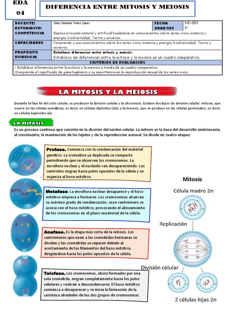Ficha de Aplicación - Mitosis y Meiosis | PDF | Mitosis | Mitosis