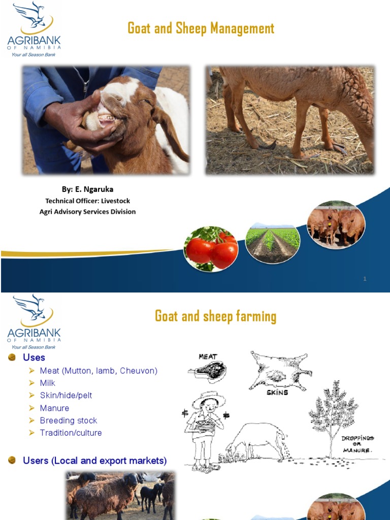 Goat & Sheep Management | PDF | Sheep | Goat