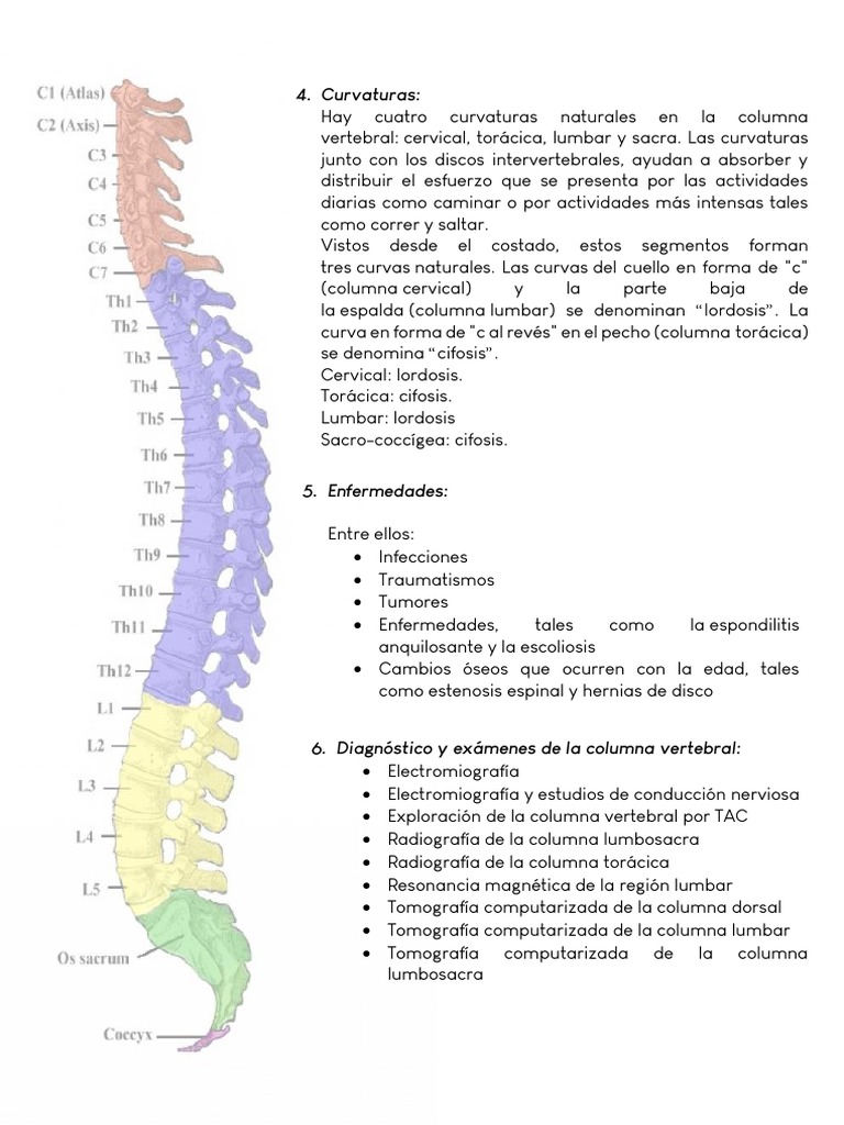 Estructura y Funciones de la Columna Vertebral | PDF | La columna ...