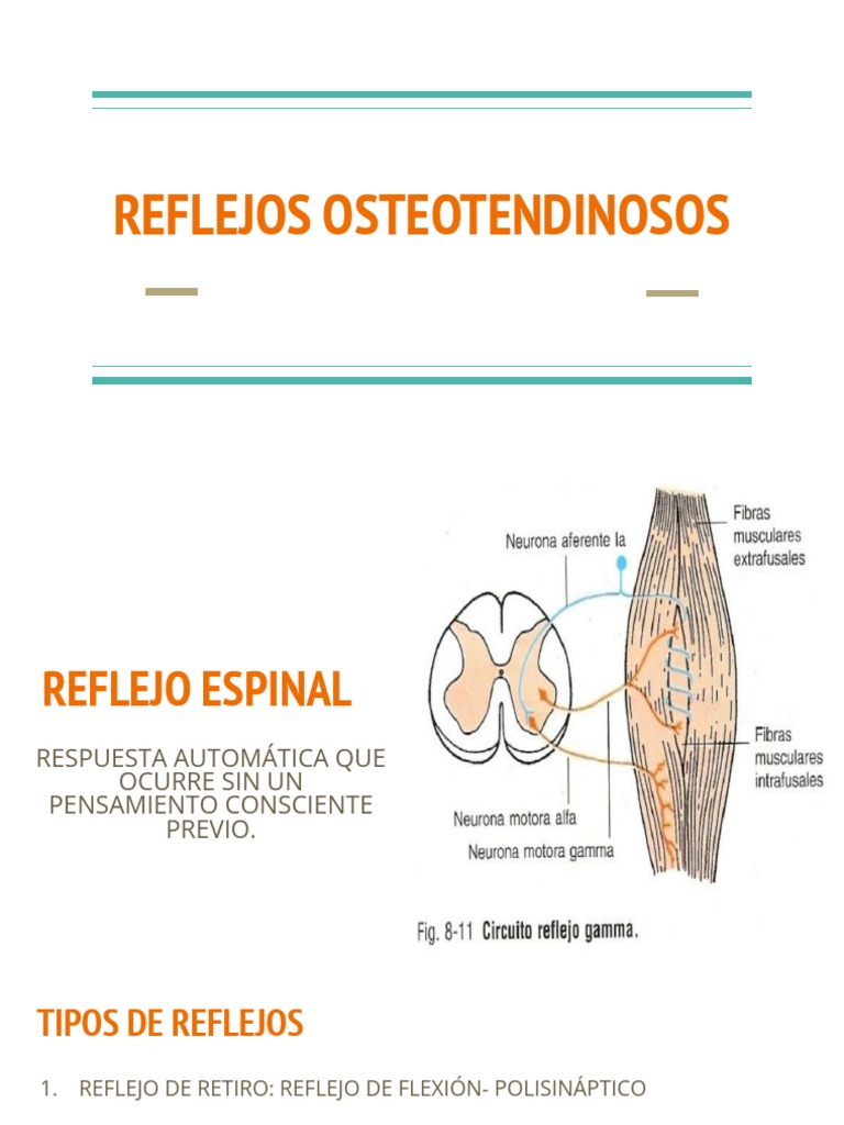 Clasificación de Reflejos Osteotendinosos | PDF | Neurona motora ...