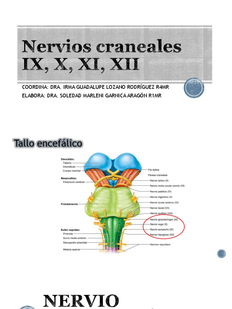 Pares Craneales IX, X, XI, XII | PDF | Nervio vago | Lengua