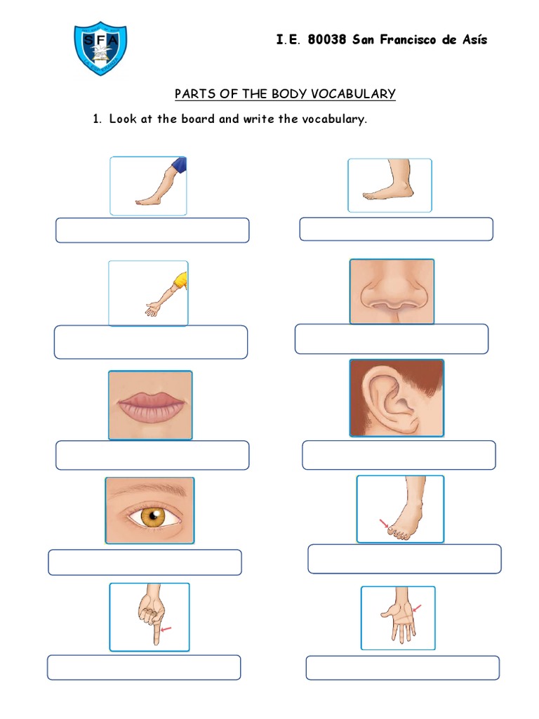 PARTS OF THE BODY Hoja de Trabajo | PDF