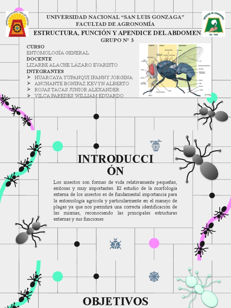 Estructura y Función del Abdomen de Insectos | PDF | Insectos | Abdomen