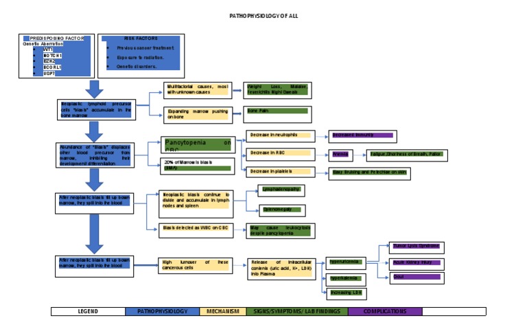 Pathophysiology of All | PDF | Bone Marrow | White Blood Cell