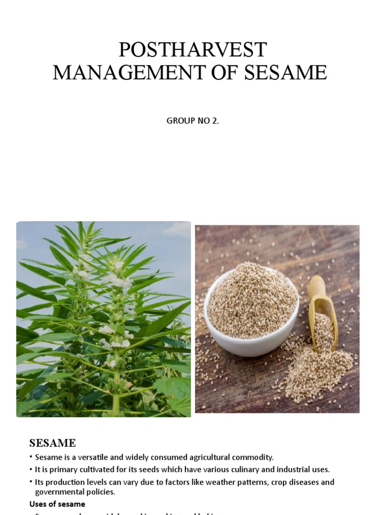 2 Sesame | PDF | Sesame | Pest (Organism)