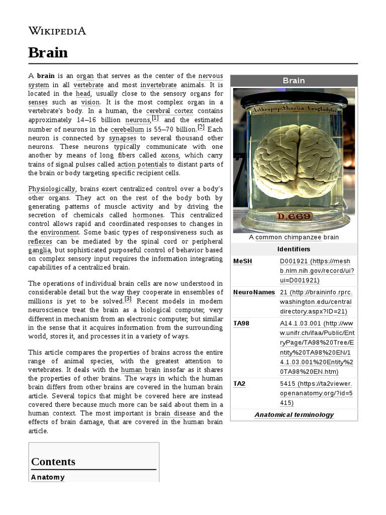 Brain | PDF | Brain | Neurotransmitter