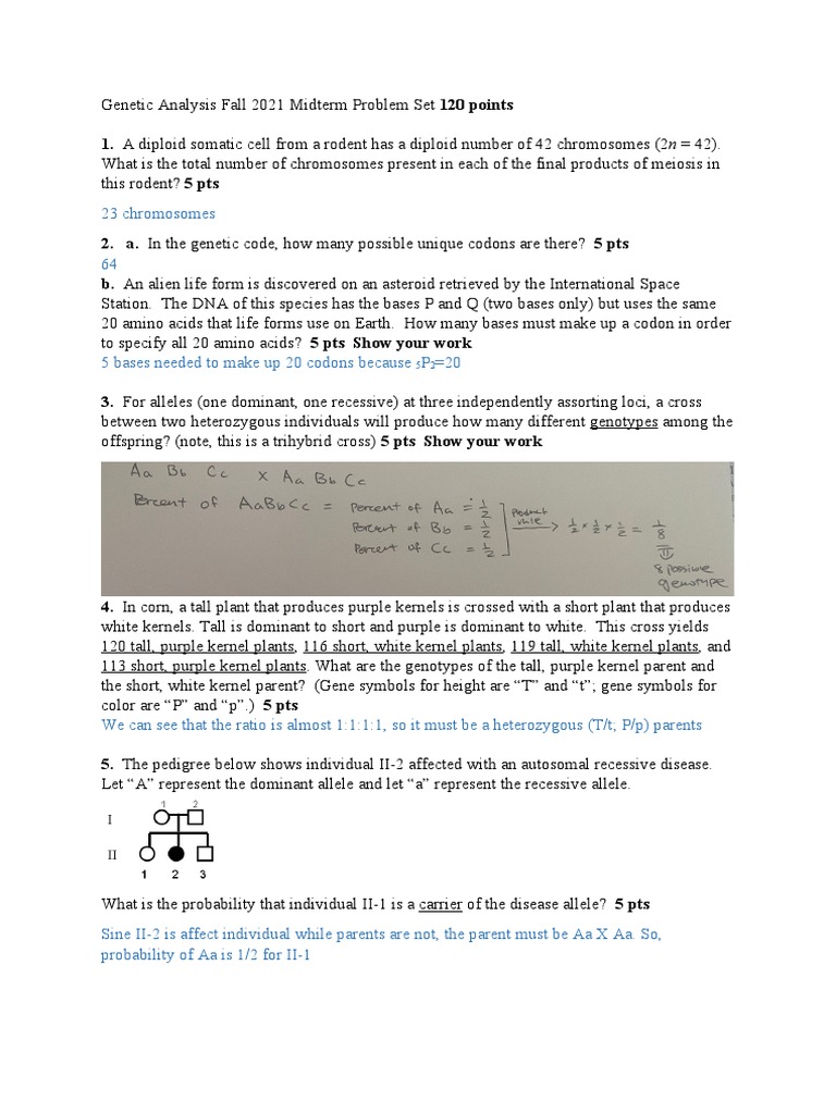 Genetics Midterm Pdf Dominance Genetics Zygosity
