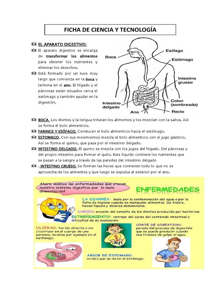 Ficha Del Sistema Digestivo | PDF