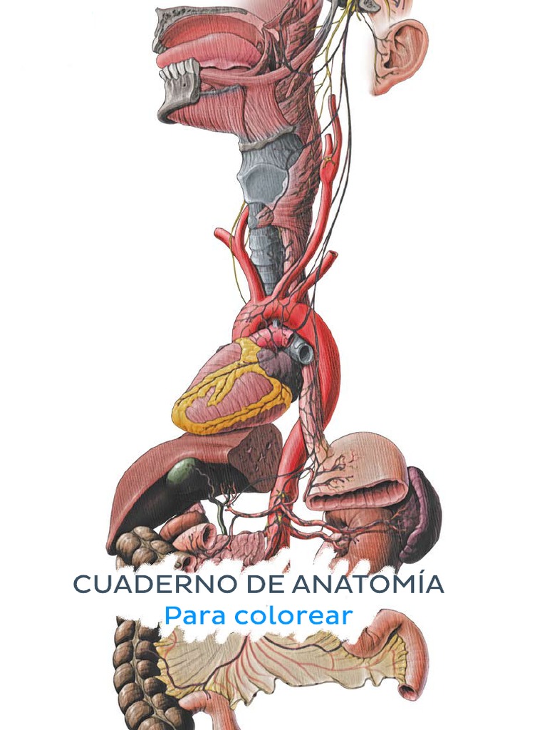 Cuaderno De Anatomía Para Colorear Pdf