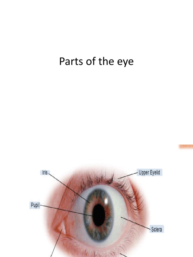 Iris and Pupil Anatomy Explained | PDF | Home & Garden