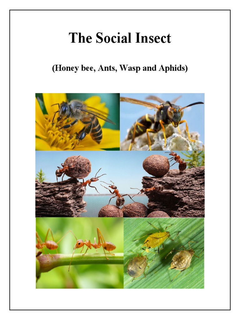 The Social Insect-1 | PDF | Wasp | Eusociality