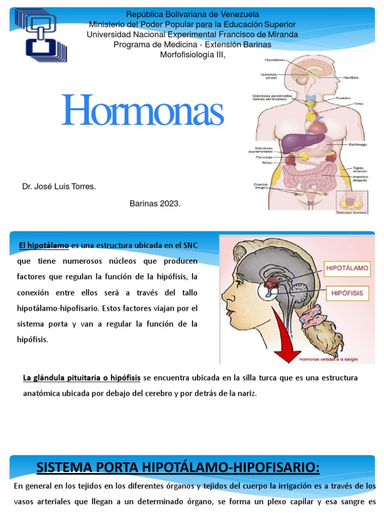 1) ENDOCRINO HIPOFISIS-HIPOTALAMO | PDF | Glándula pituitaria | Hormona ...