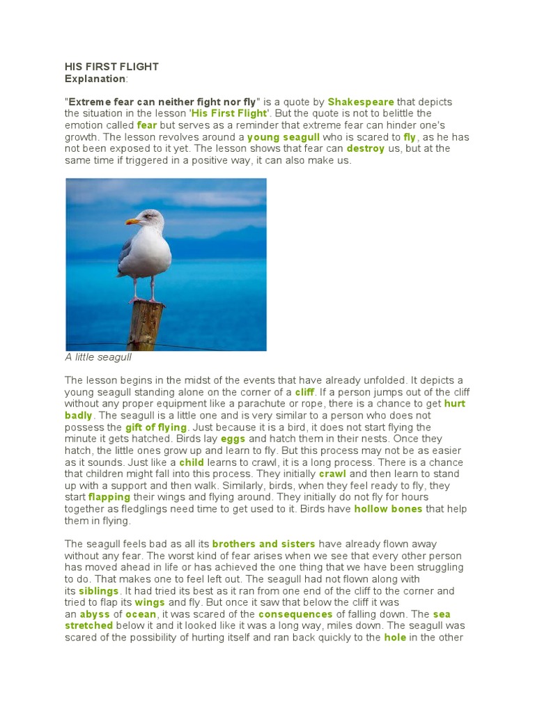 His First Flight Lesson 1 X Class | Download Free PDF | Gull | Birds