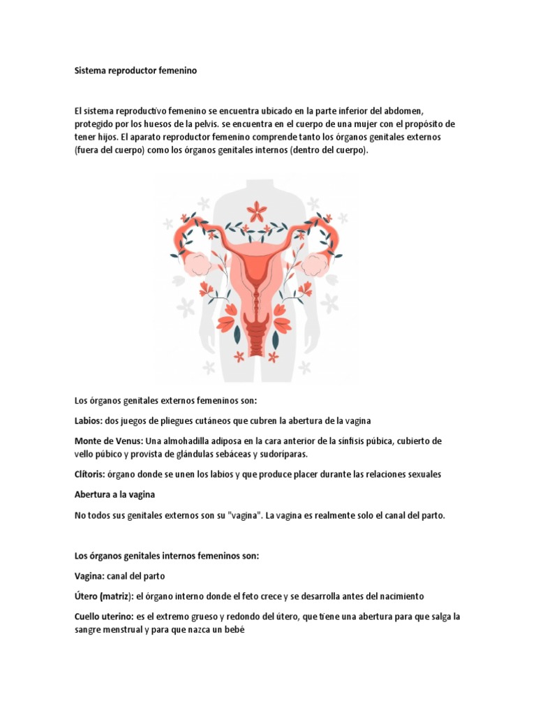 Sistema Reproductor Femenino | PDF | Sistema reproductivo | Ciclo menstrual