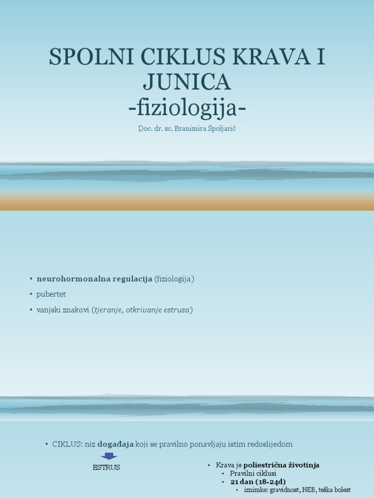 Spolni Ciklus Krava I Junica II | PDF