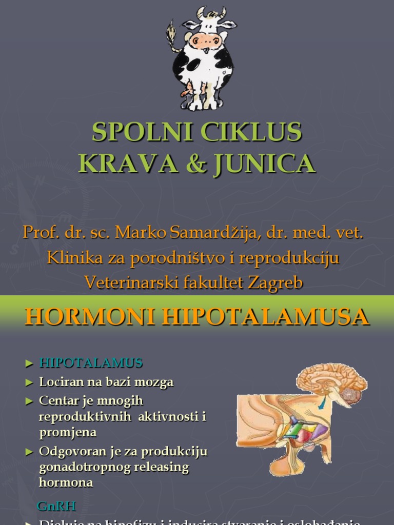 Spolni Ciklus Krava I Junuca I | PDF