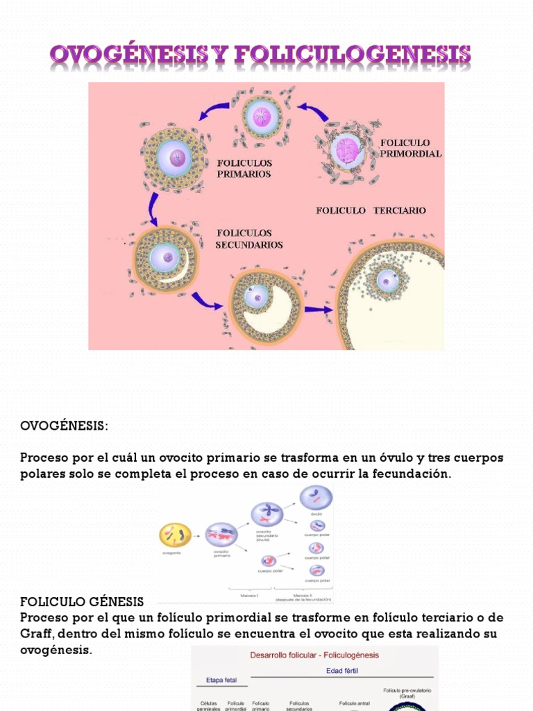 Ovogenesis y Foliculogenesis | PDF