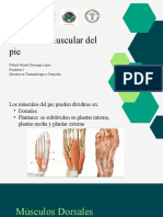 Inervación del Pie y sus Nervios | PDF | Dedo del pie | Pie