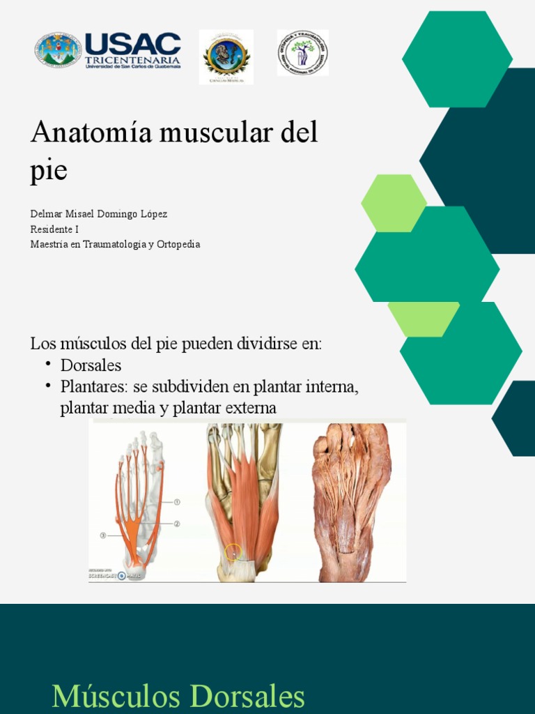 Músculos del Pie: Anatomía y Función | PDF | Pie | Mano