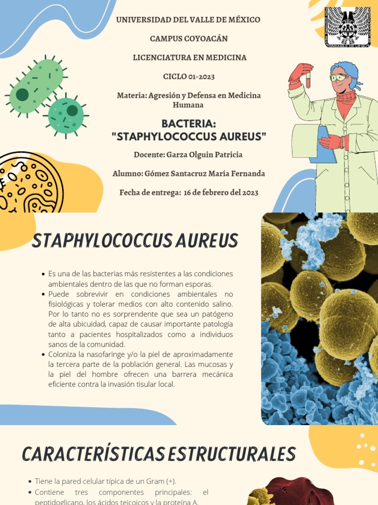 Características y Tratamiento de S. aureus | PDF | Staphylococcus Aureus | Las bacterias