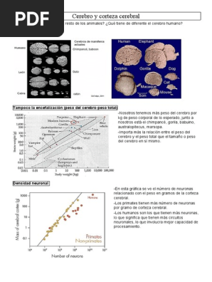 Diagrama De Disección De Cerebro De Rata