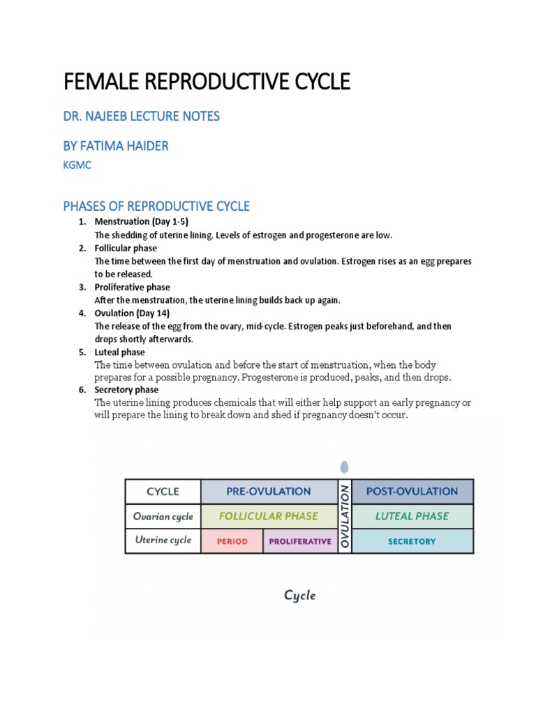 Female Reproductive Cycle | PDF | Menstrual Cycle | Mammal Reproductive ...