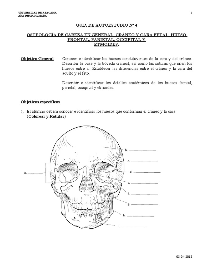 Guia Cráneo Pdf