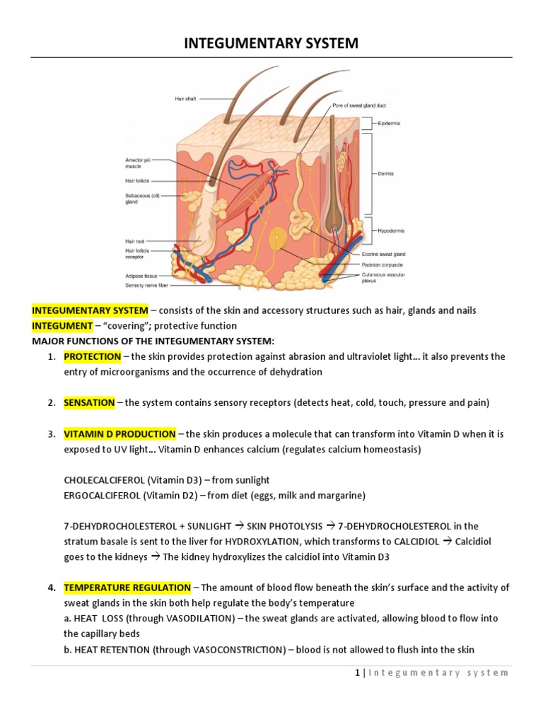 Integumentary System | PDF | Skin | Integumentary System