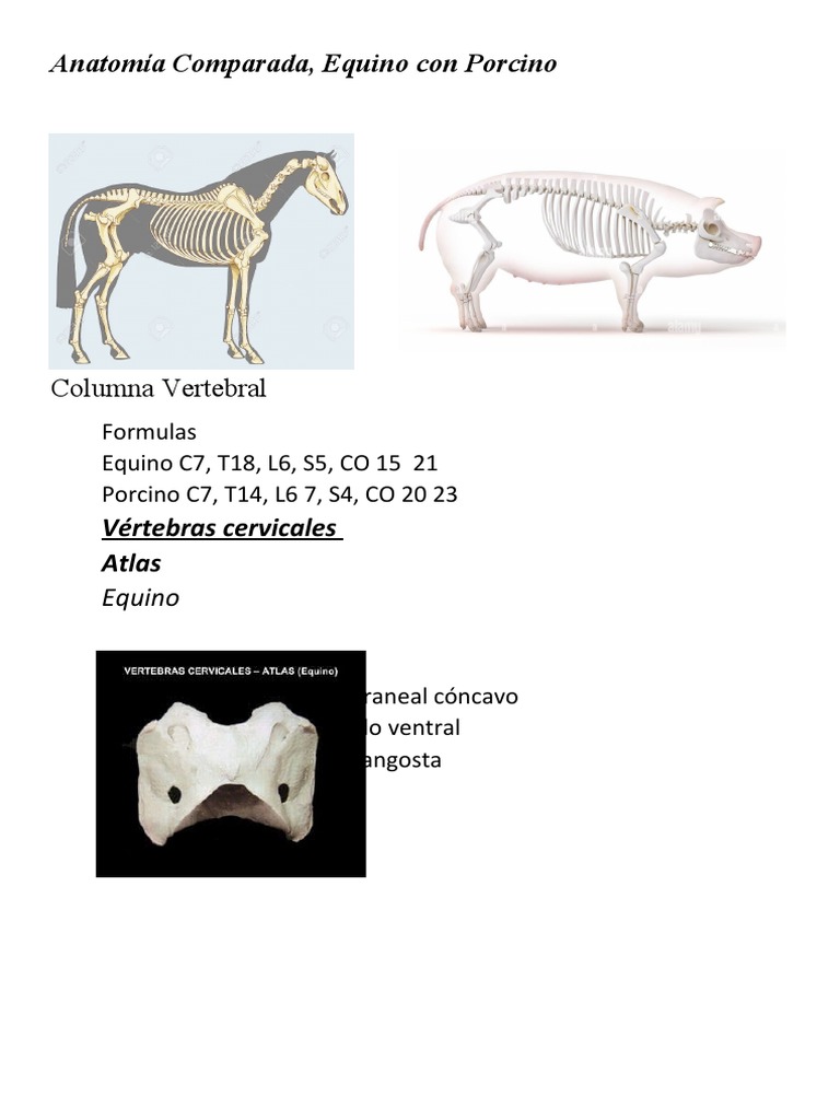 Anatomía Comparada 1 | PDF | Vértebra | Sistema musculoesquelético