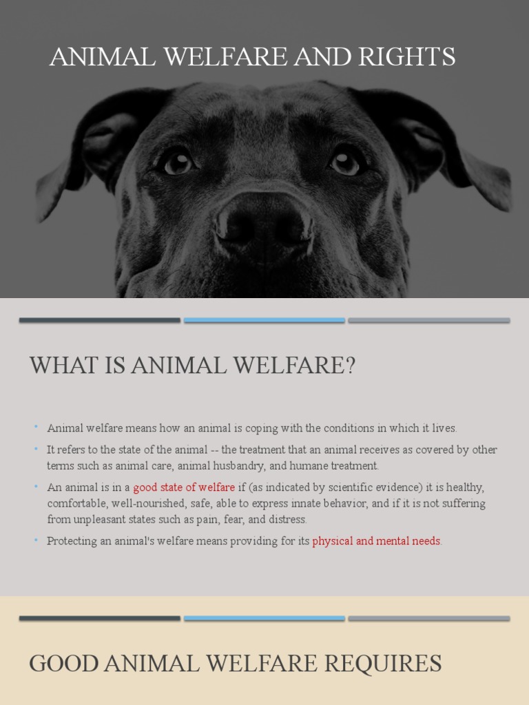 Animal Welfare | PDF | Animal Welfare | Cruelty To Animals