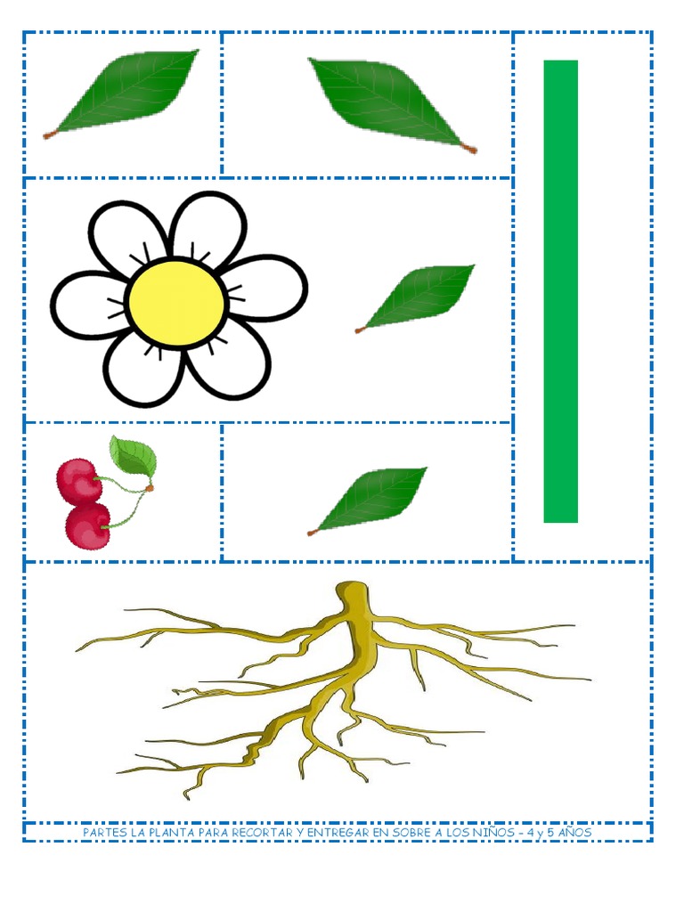 Hoja De Trabajo Para Cortar Y Pegar Partes De Una Planta PARTES De Una