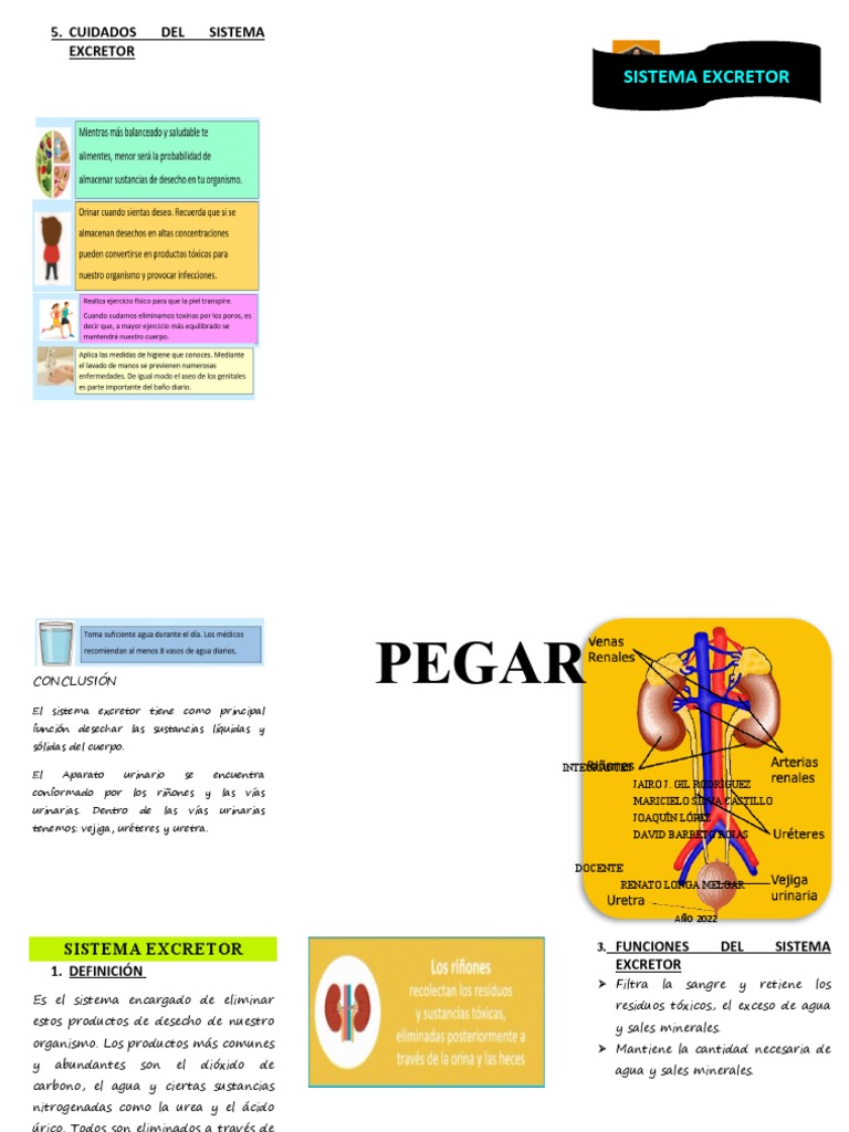 Sistema Excretor | PDF | Sistema urinario | Anatomía