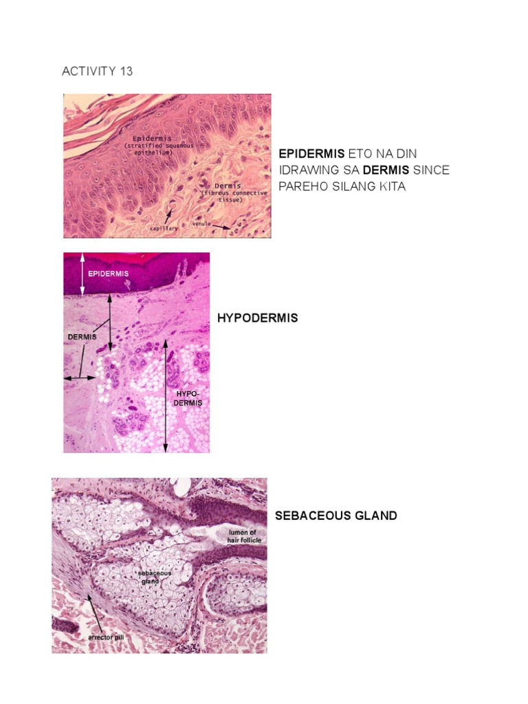 Histo Lab | PDF
