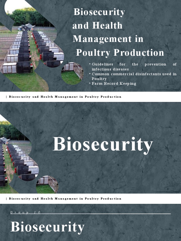 Biosecurity G10 | PDF | Poultry Farming | Poultry