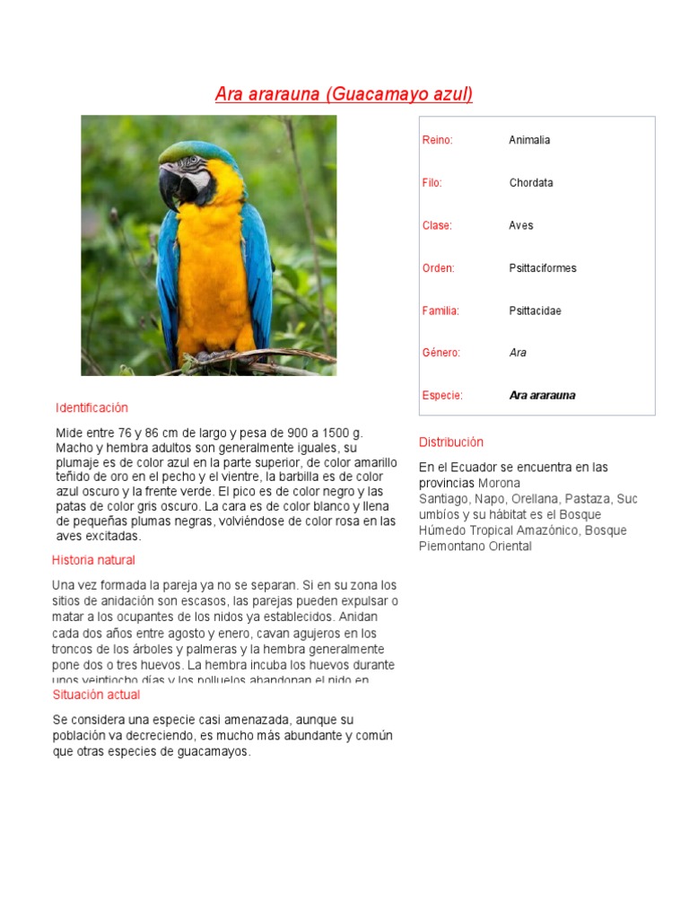 Fichas Biologicas | PDF | Aves | Ornitología