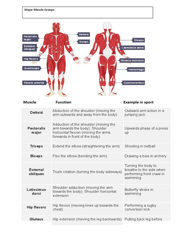 Notes Pe | PDF | Anatomical Terms Of Motion | Human Leg